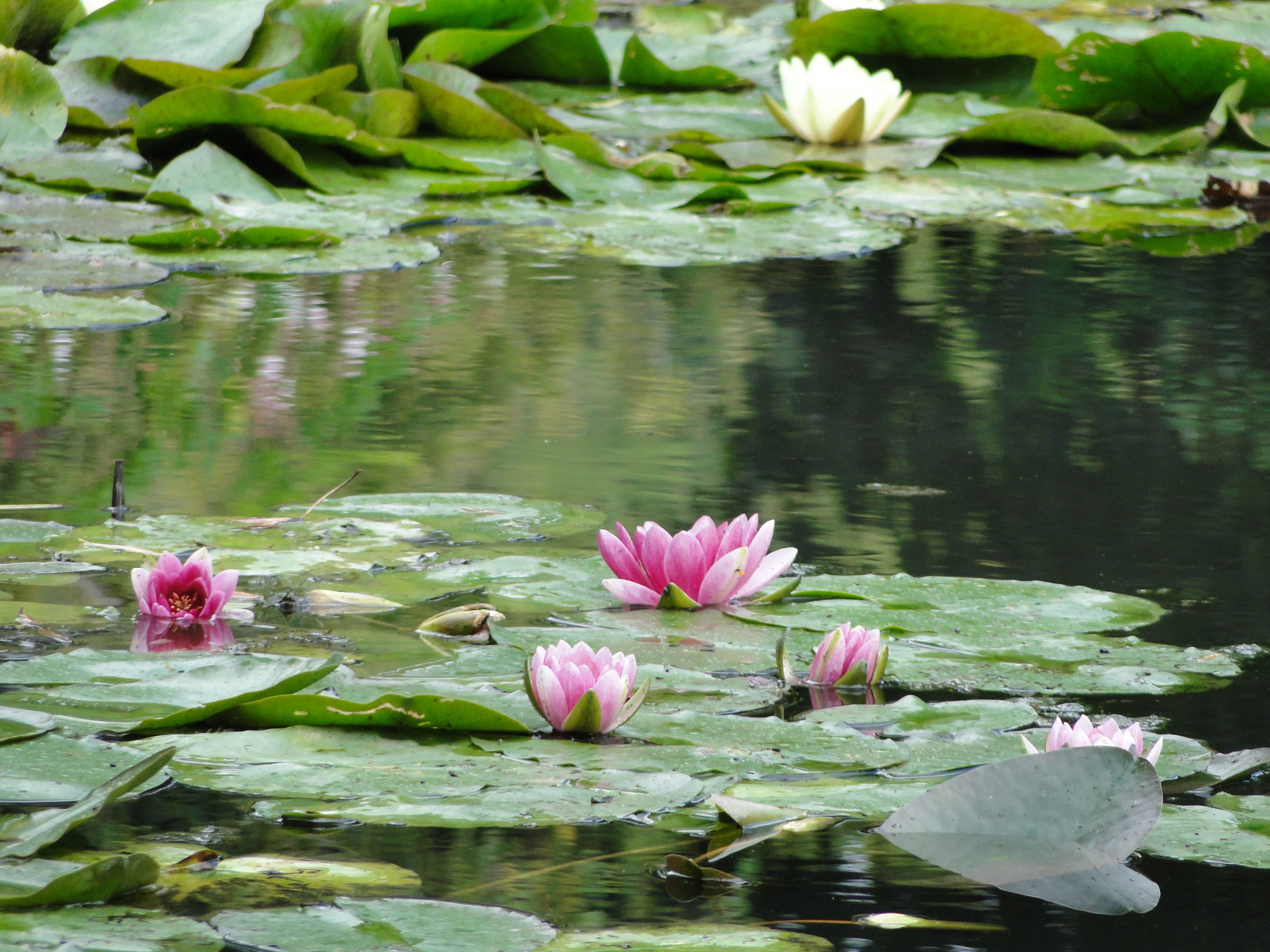 The green cake – Le gâteau vert de Claude Monet
